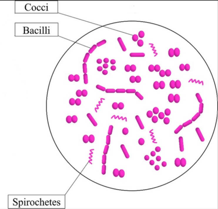 Oral Spirochetes and Their Role in Periodontal Disease